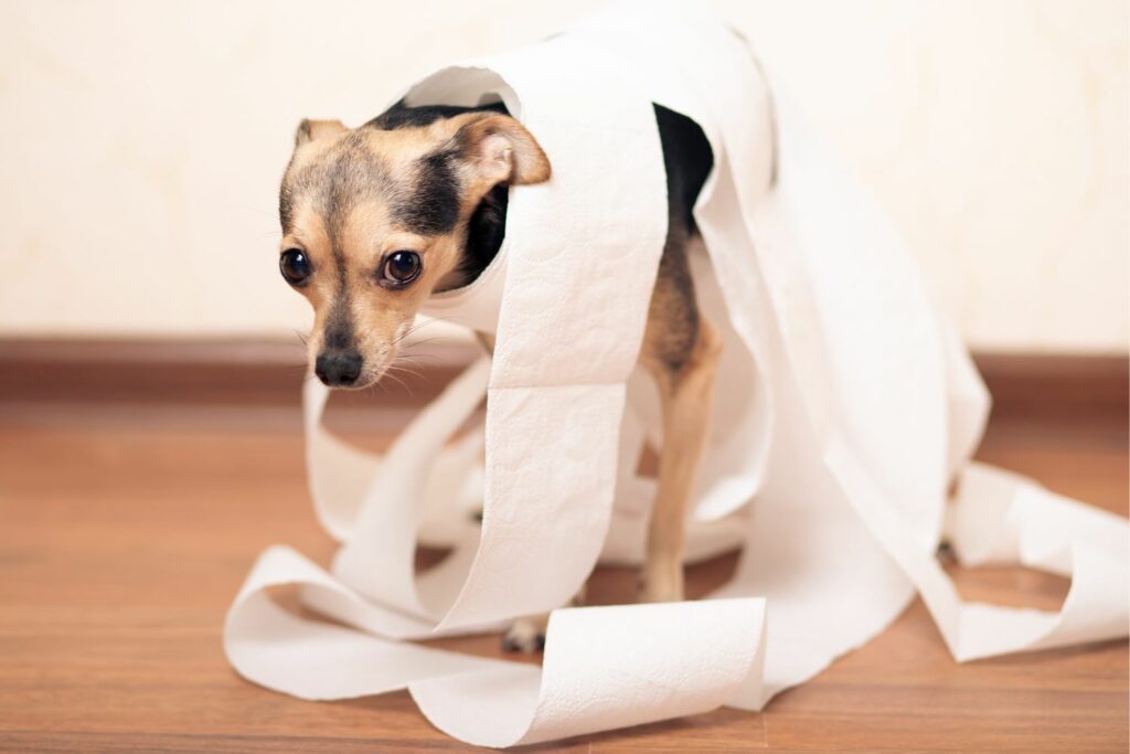 Die 10 häufigsten Hundekrankheiten und deren Behandlung